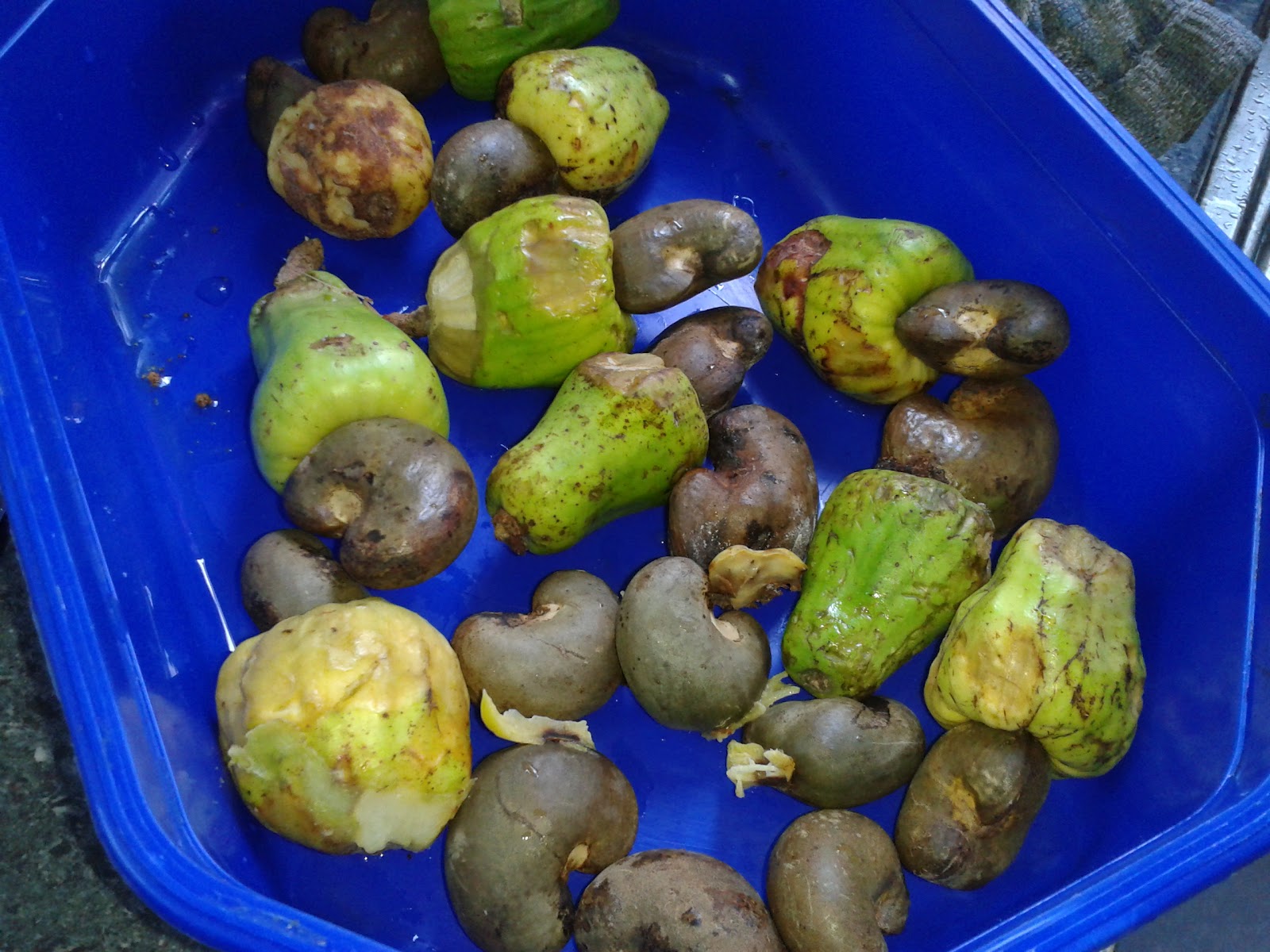 irbasmad: Buah Gajus/jambu golok.ketereh