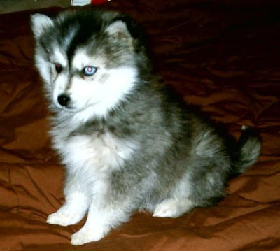 Dog Blog Dog Breed: Miniature Siberian Husky Dog Breed Images