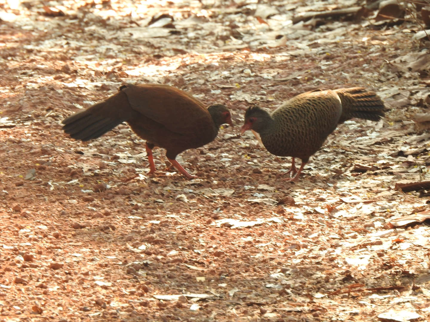 Birds of Tulu Nadu