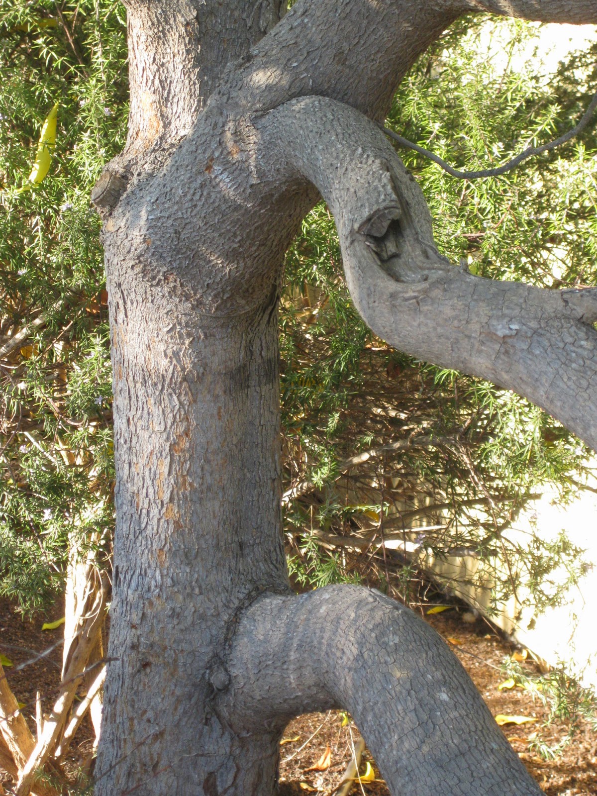 Trees of Santa Cruz County: Hymenopsorum flavum - Sweetshade