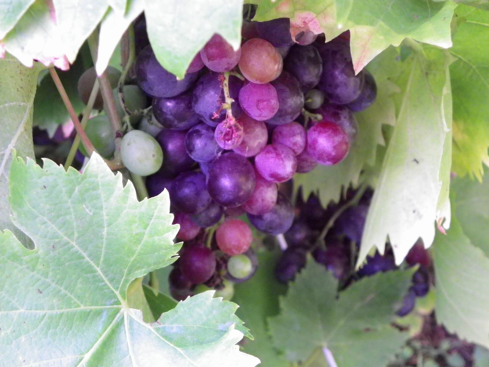 La vigne est aux raisins