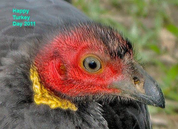 BunyipCo: November 2011