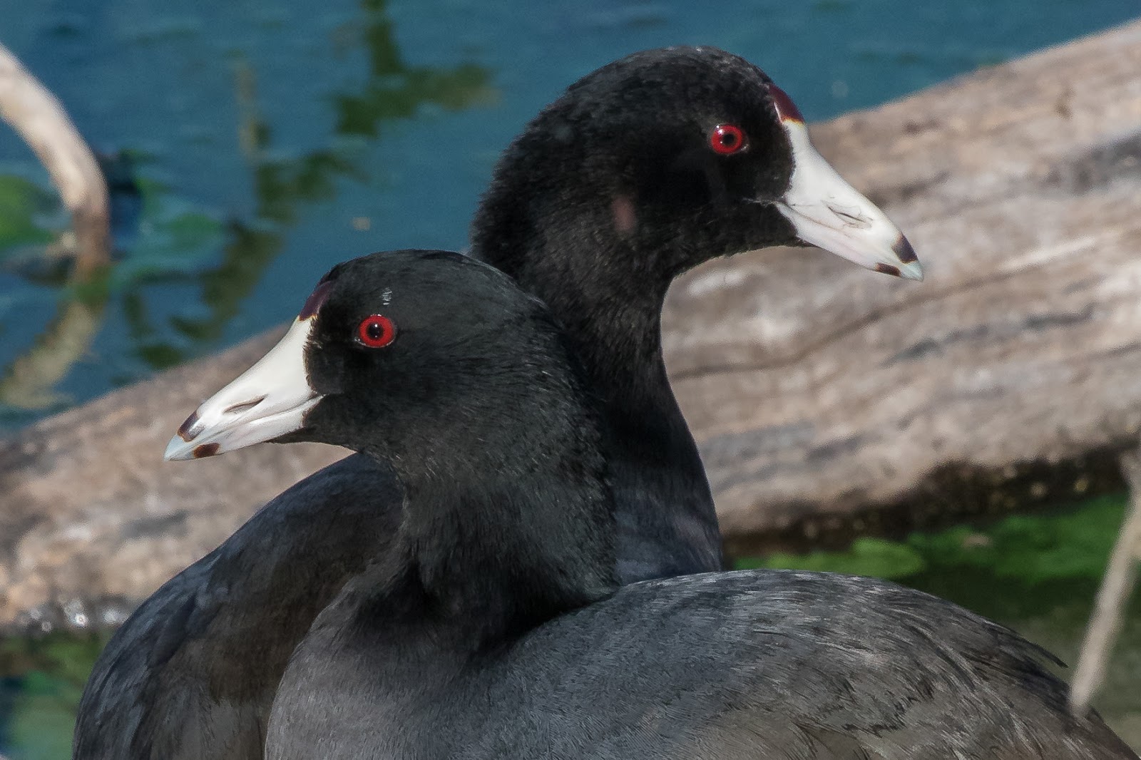 NatureWatch: Mud Hens