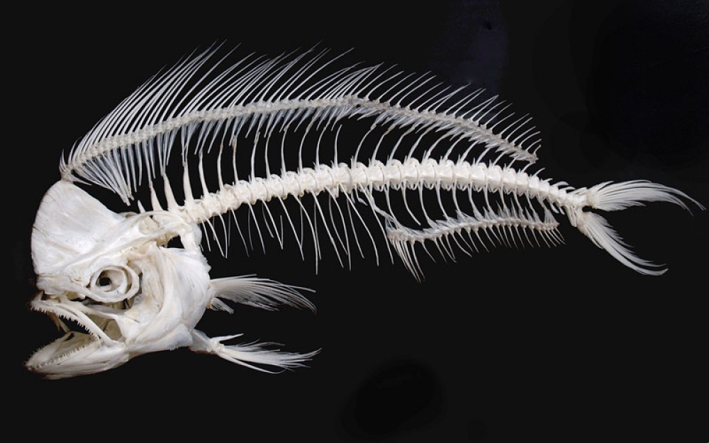 FishBox: Amazing Bare-Bones Fish Art