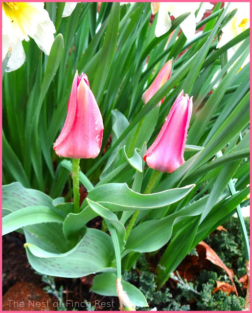 The Nest at Finch Rest: Pink Tulips!