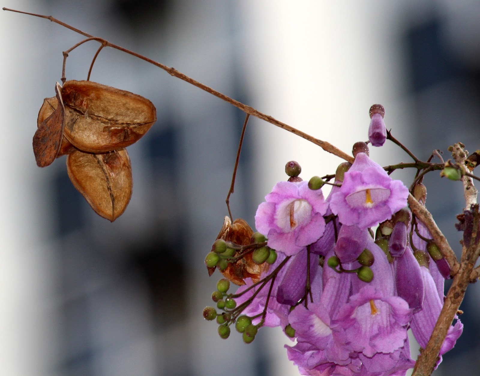Uma flor por dia: Jacarandá-branco, carobinha