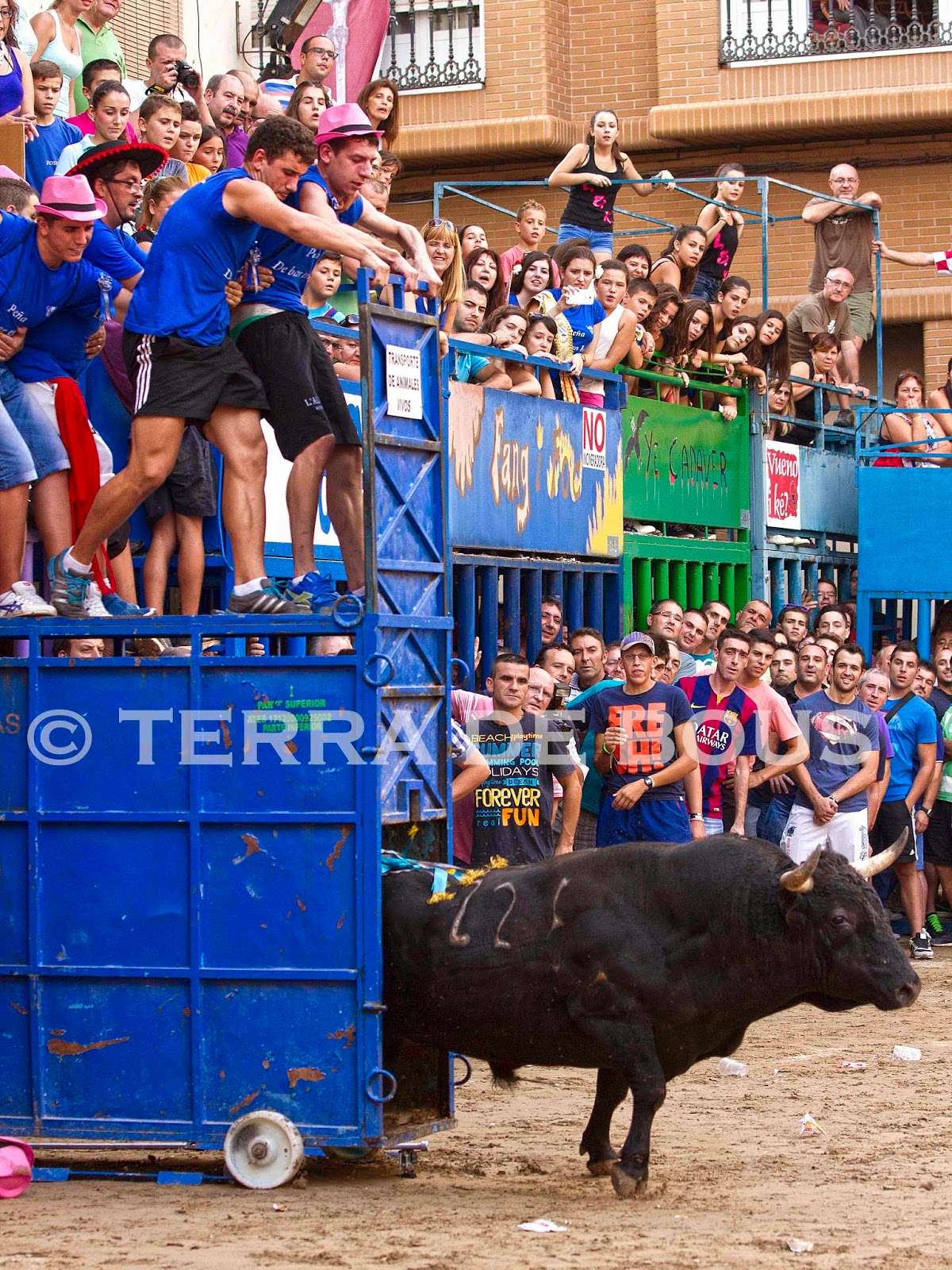 TARDE DE CUATRO TOROS CERRILES EN ALCORA (CASTELLÓN)