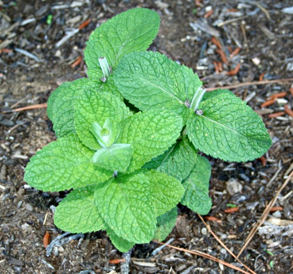 Gardening in the Heart of Virginia: Tips for Growing and Containing Mint