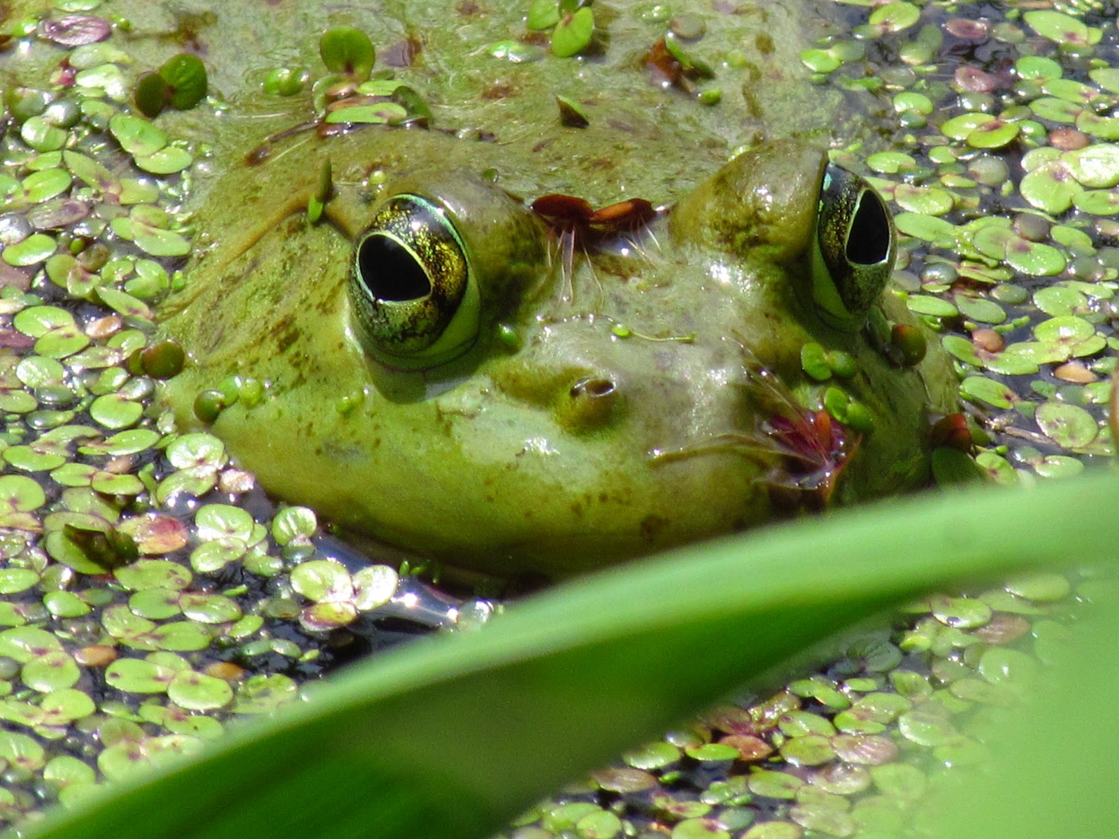 The Oakland Press Blogs: Earth's Almanac: WATER WORLD: Frogs, Turtles ...