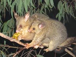 wildlife: Possum Truths