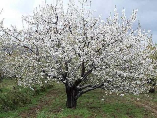 ARTE Y JARDINERÍA : PRUNUS. CEREZO. Árbol con encanto