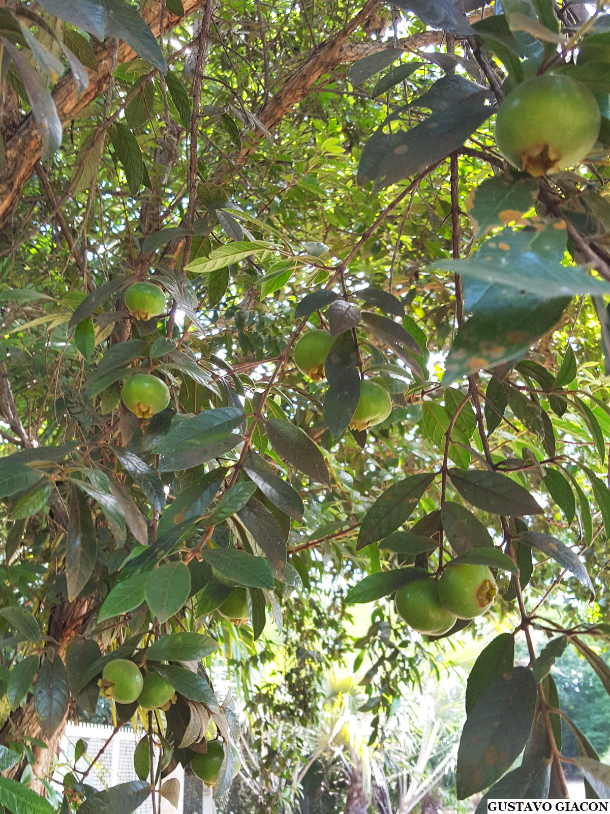 Viveiro Ciprest - Plantas Nativas e Exóticas: Guabiroba Verde ...