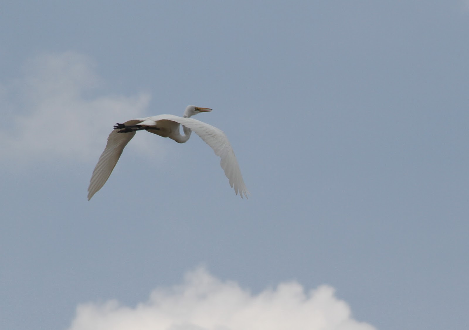 Burung Kuntul Bangau Putih berleher panjang - KONSERVASI ALAM