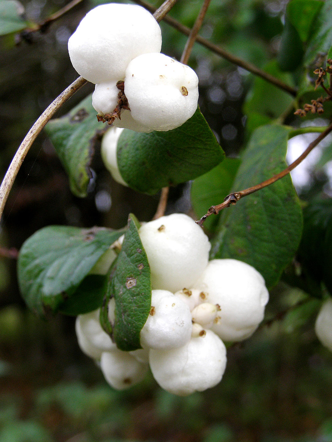Random Jottings: Snowberry