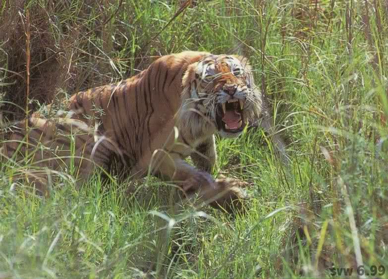 Indian Tiger Diaries: Charger – Overlord of the Brother’s Fort