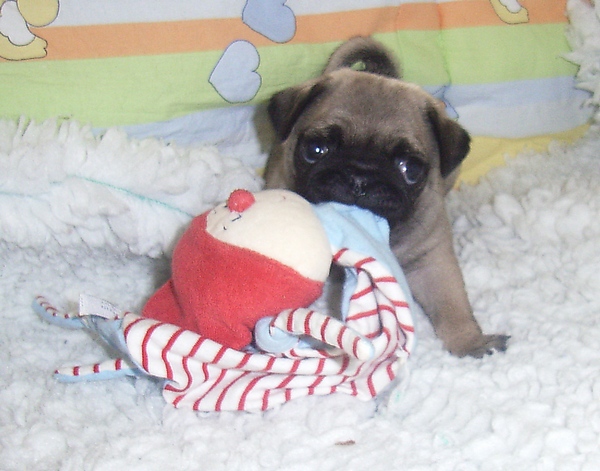 Mopsclub Deutschland - CfdM - German Pug Club: Bad Münstereifel: Mops ...