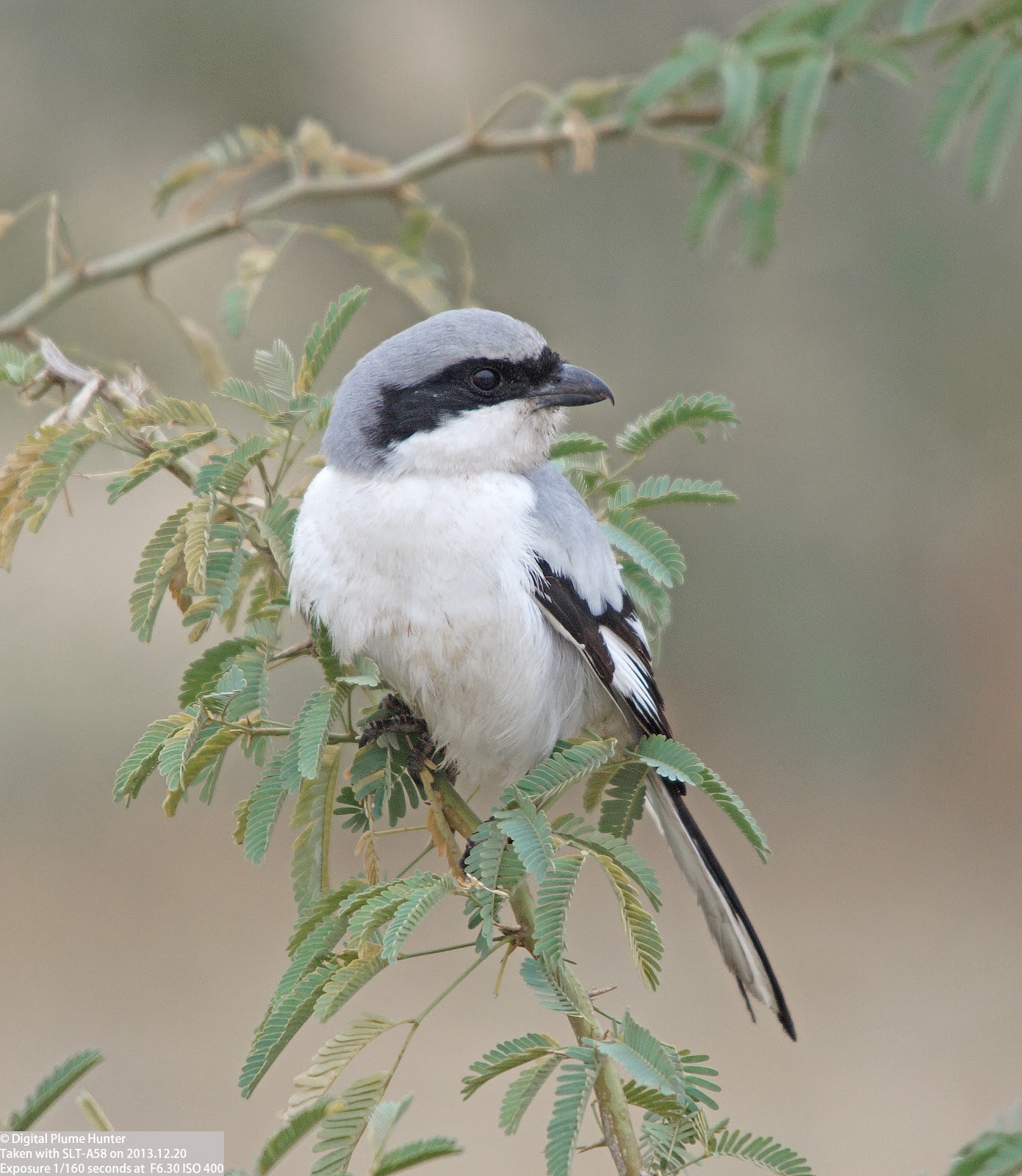 Hunting Digital Plumes in the US and Beyond: Birding the Extraordinary ...