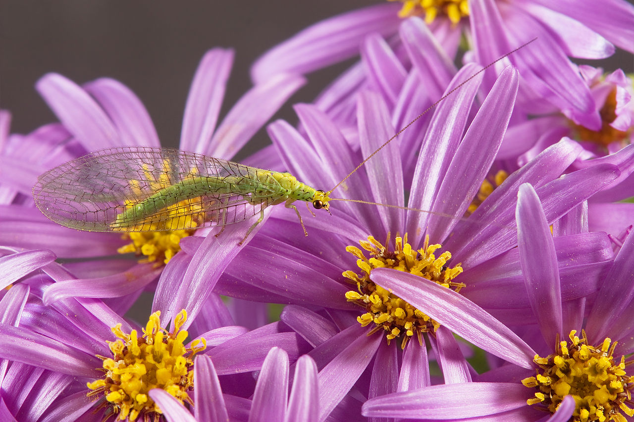 Real Monstrosities: Green Lacewing