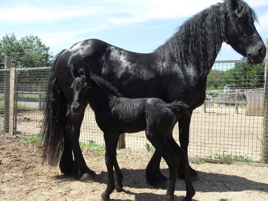 Les Crins de Soie Ebène: Le Frison ...