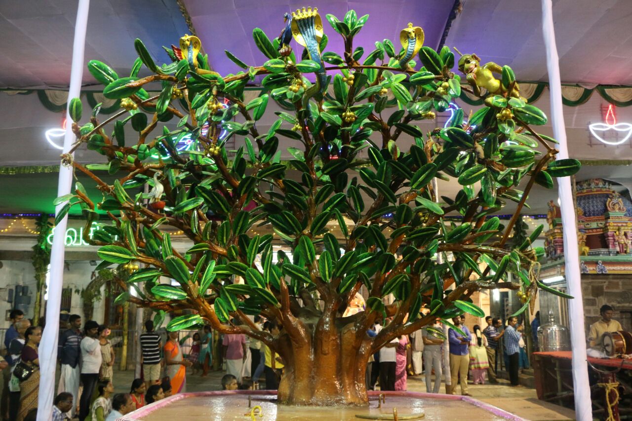 Mylapore Panguni Fest: Punnai Maram Vahanam taken out yesterday night