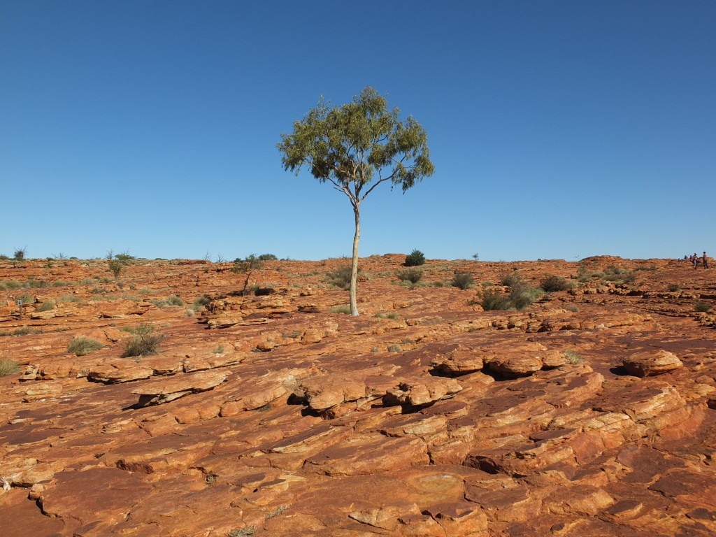 Interior Alaska RAE Rescue's Blog