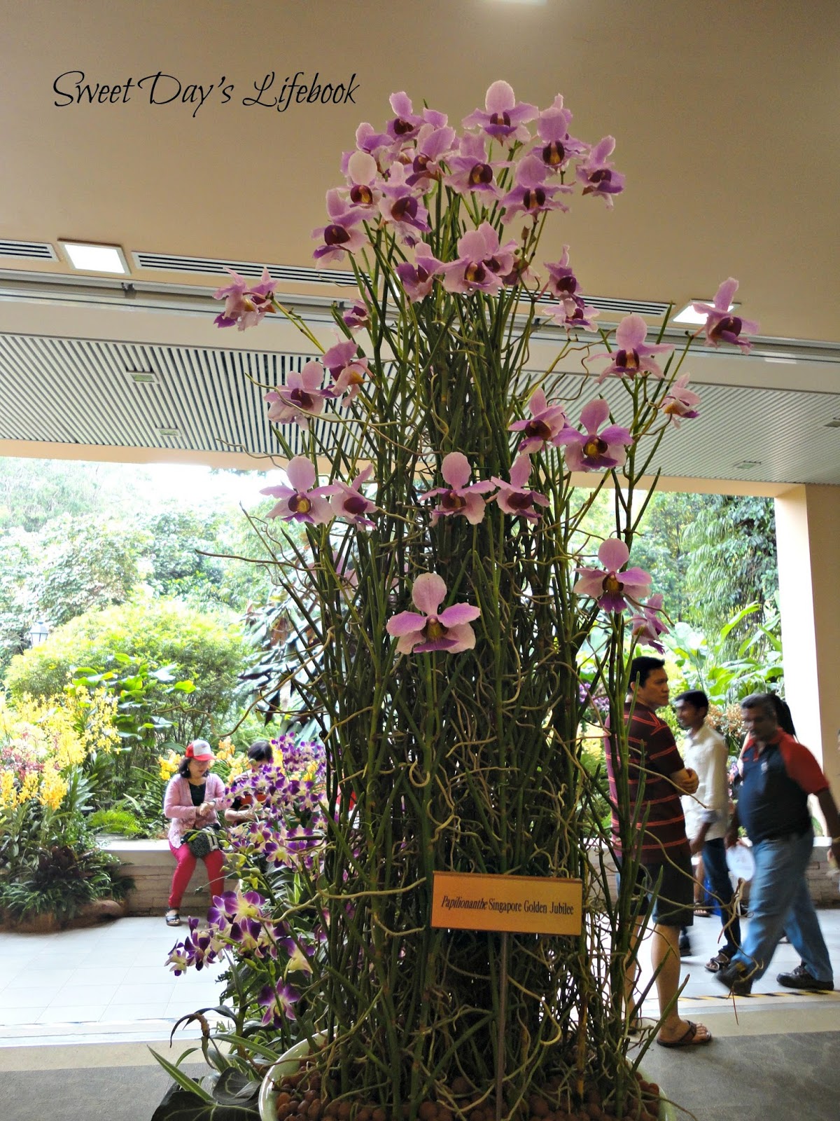 Sweet Day's Lifebook: Varieties Vanda of Vanda Miss Joaquim