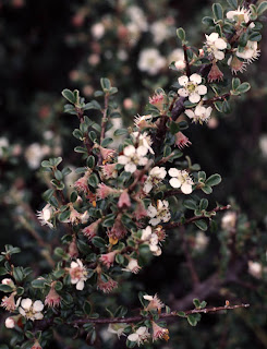 Shali Heights - A Himalayan Home. : The wild flowers of Western Himalaya