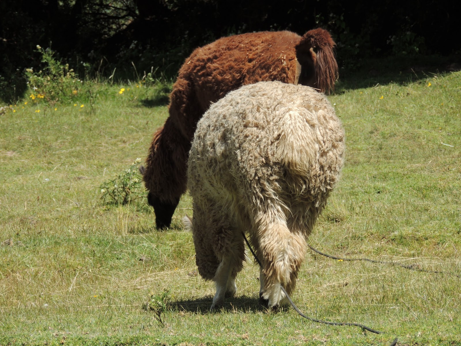 Sands of Zanzibar: "L" is for Llama and it's also just for "L"