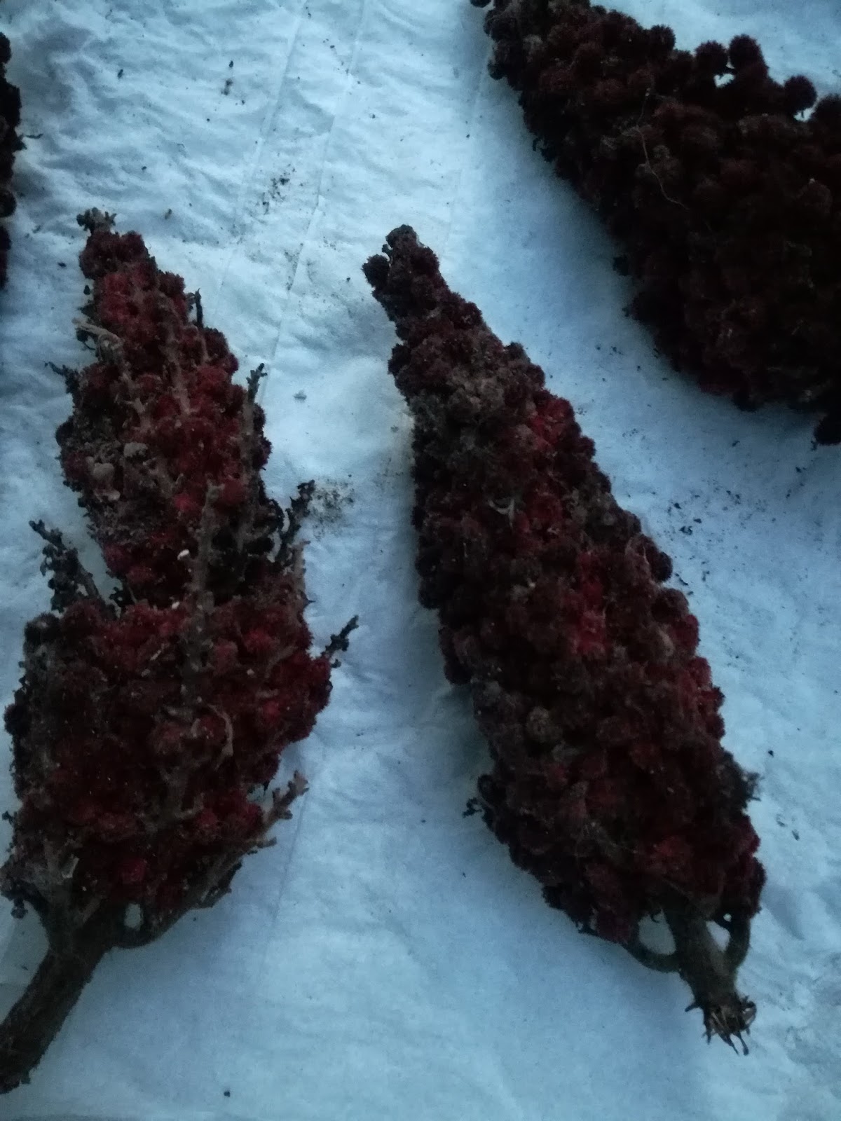 cele patru anotimpuri: Oţetar (Rhus typhina)