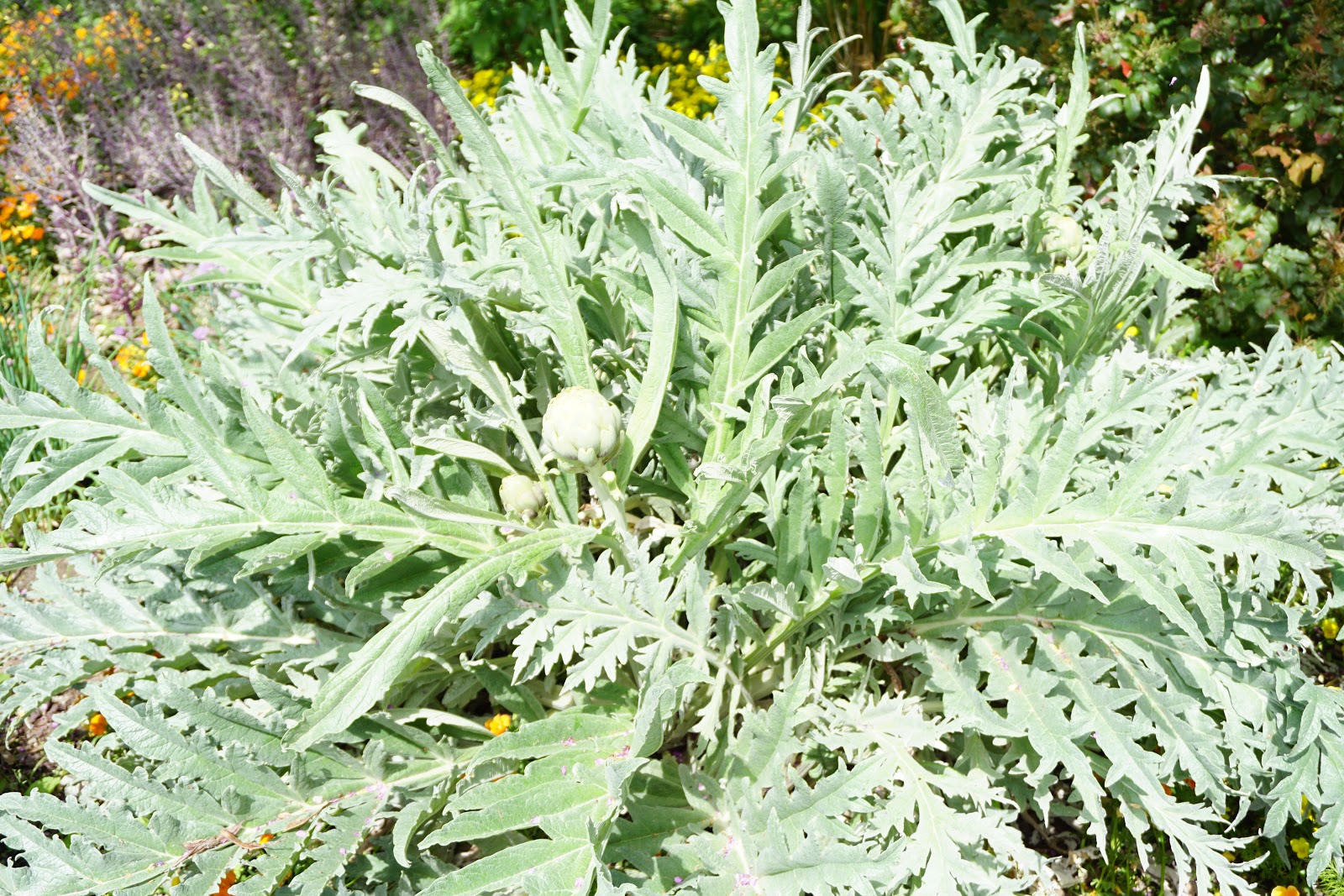 Plantas de Huerta Otea, Salamanca: Alcachofa, alcaucil (Cynara scolymus)