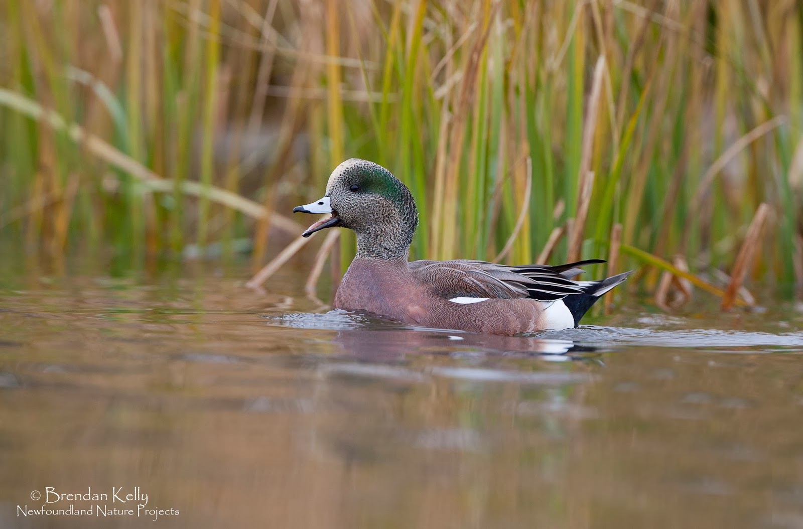 Newfoundland Nature Projects: Local Waterfowl
