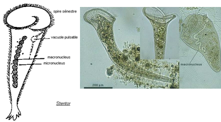 Protista, Ciri-Ciri Protista, Macam-Macam Protista Dan Segala ...