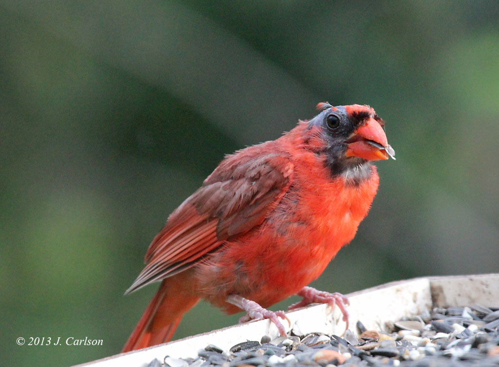 Nature-in-verse: Bald Male Northern Cardinal