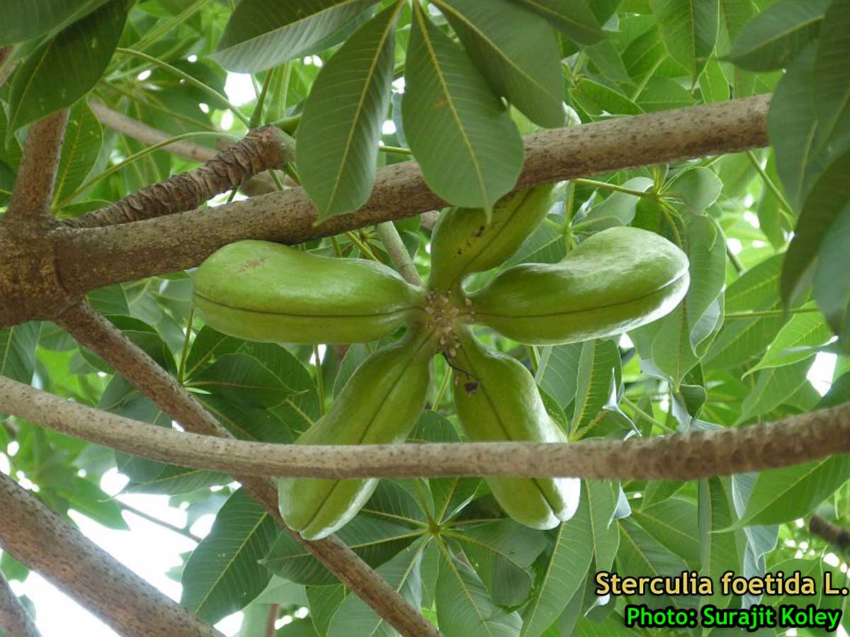Medicinal Plants: Sterculia foetida, Jangli badam, Java olive