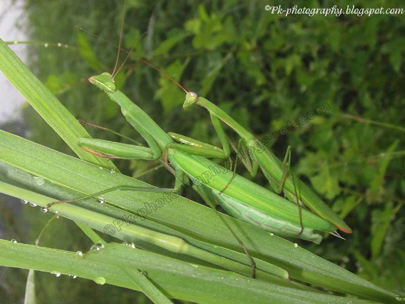 Praying Mantis Mating | Nature, Cultural, and Travel Photography Blog