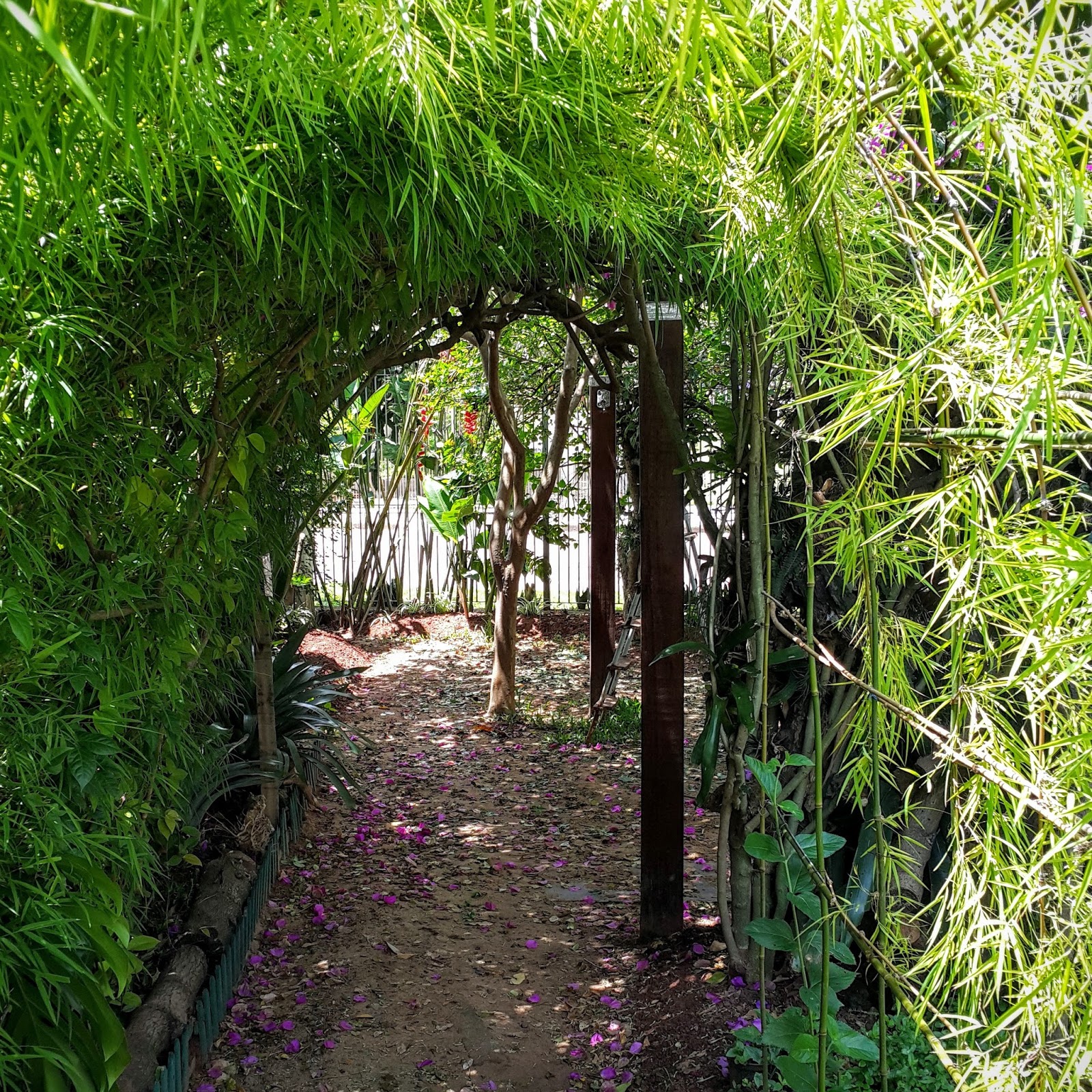 "Verdade//aspas" : 👪 Poaceae (Bambusa textilis 'gracilis')