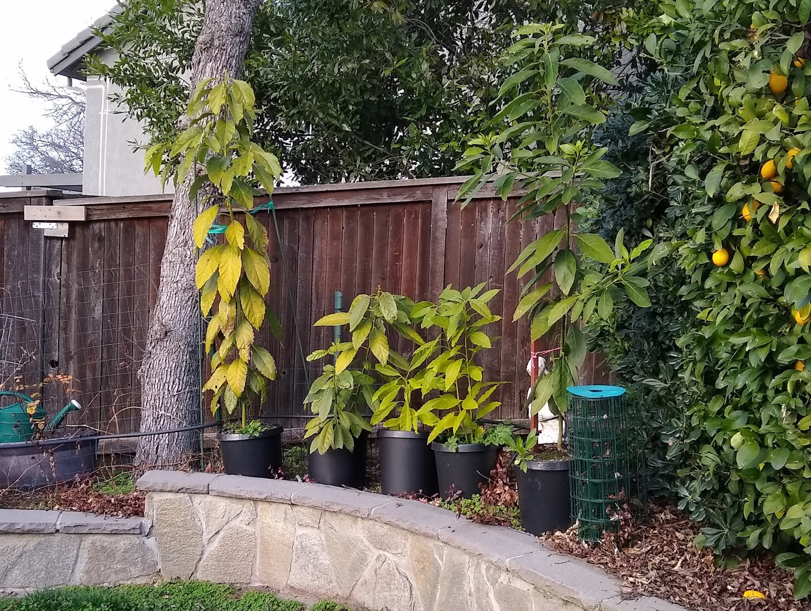 Transplanting Avocado Trees | Greens and Machines