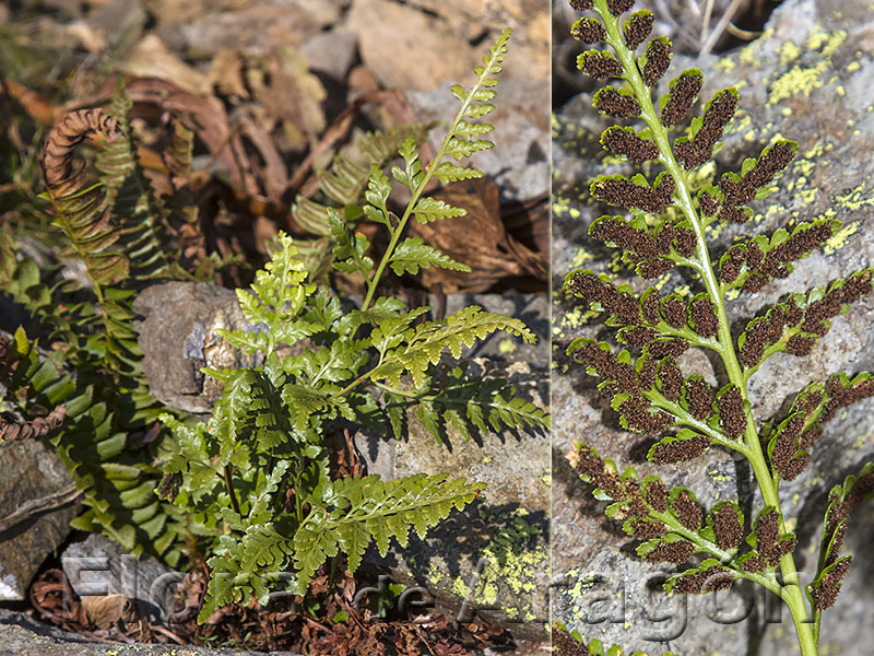 Flora de Aragón: Asplenium adiantum-nigrum
