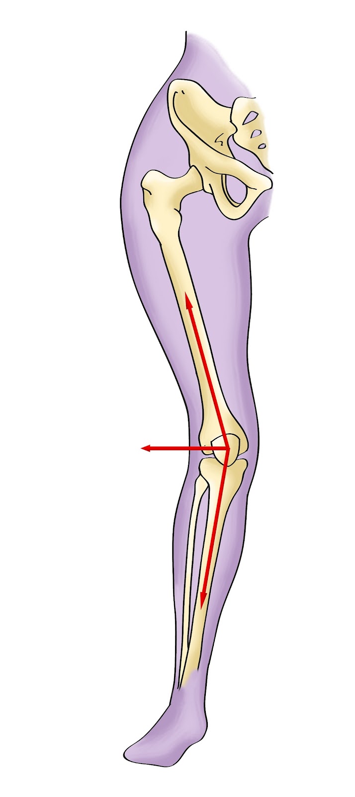 Blog 75: Infos santé : Sport et Santé-Soulagez vos rotules