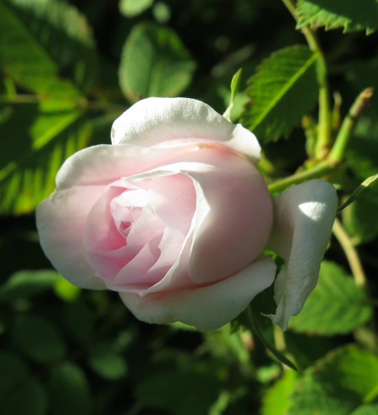 Nadezda's Garden and Home : Blooming Garden, July-18