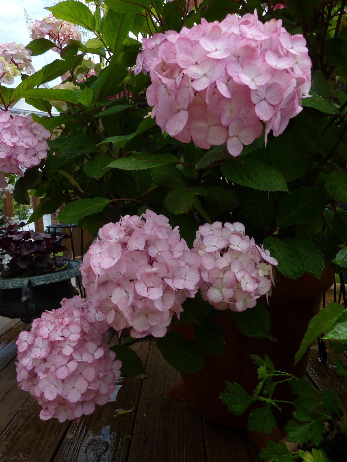 Flat Bottom Flowers: Another Hydrangea in the Collection