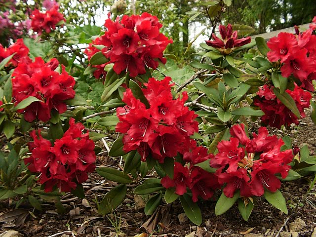 Rhododendrons, LaliGuras, Lali Guras,Laligunras, Lali Gurans Wallpapers ...