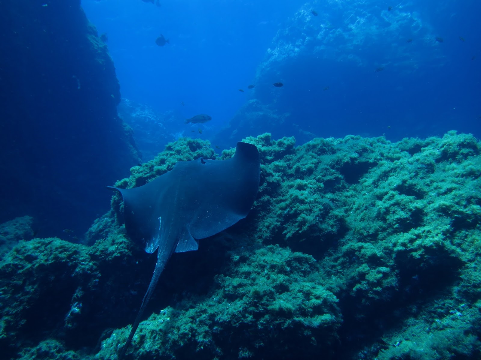 Ilhéus das Formigas, destino de excelência para o mergulho.