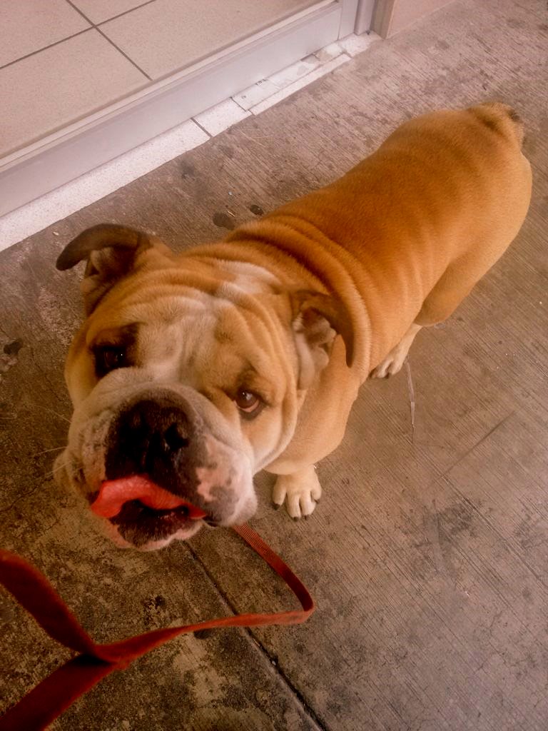 El perro más guapo del ingeniero más guapo del mundo ~ El ingeniero más ...