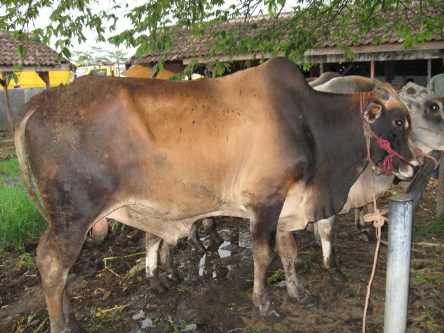 Daftar Harga Sapi Lokal Di Pasar Binatang Pasca Lebaran 2017 Masih Bertahan