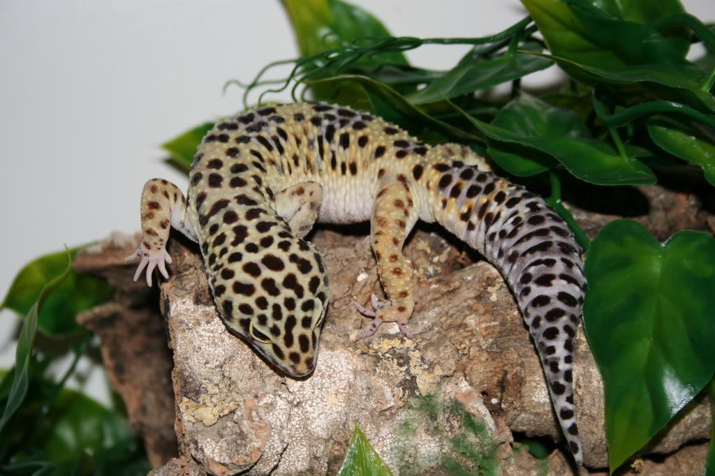 Ms. Darley and Mrs. Ragland's Adaptation Page