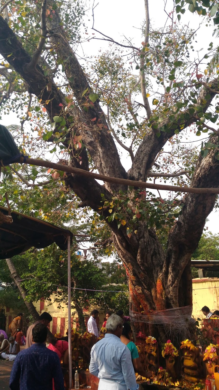 Indian Temple Timings: Sivalayam - Nawabpet Nellore