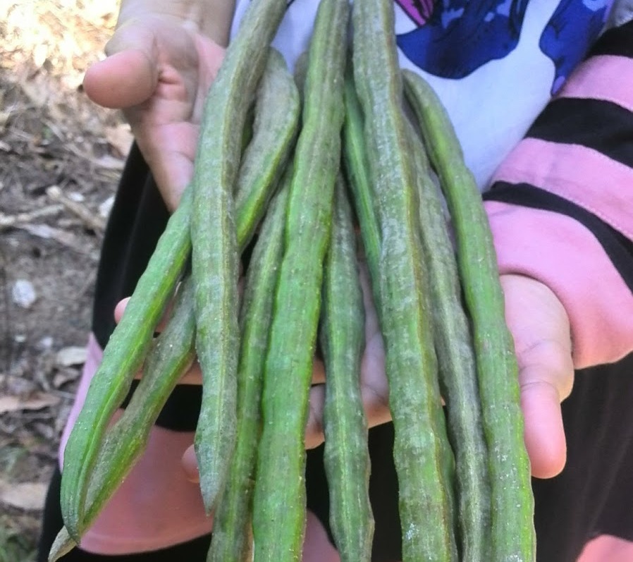 namakucella: KARI BUAH MUNGGAI a.k.a KACANG KELOR