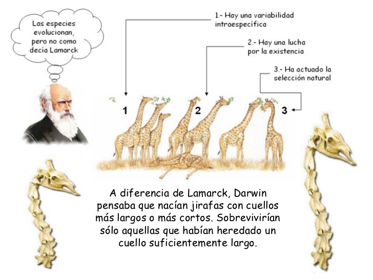 Evolucionismo De Darwin