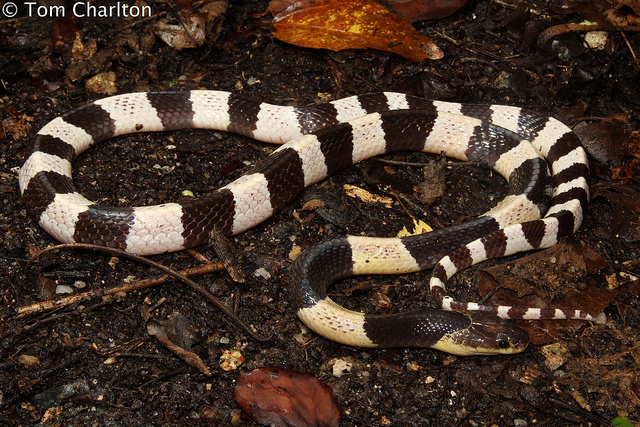 Ular Asli Indonesia: Ular Weling (Bungarus candidus)